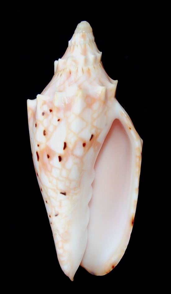 Cymbiola pulchra coucomorum Bail & Limpus, 1998