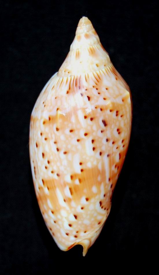 Cymbiola complexa frazerensis Bail & Limpus, 1998