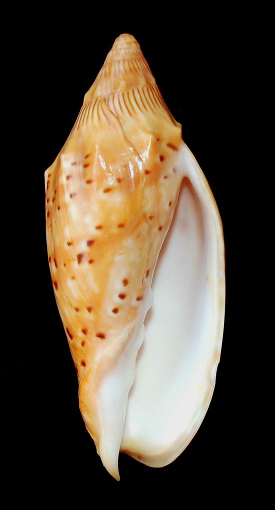 Cymbiola subelongata Bail & Limpus, 1998