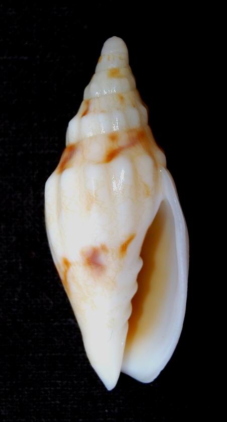 Notovoluta verconis (Tate, 1892)