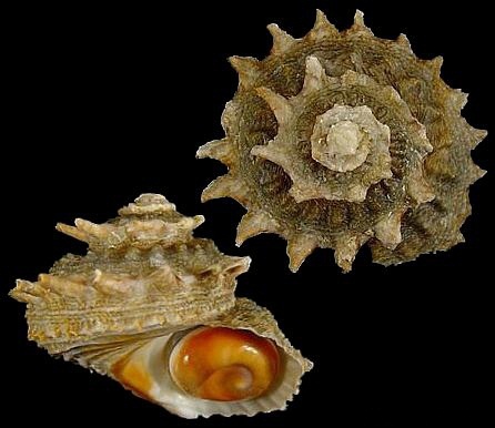 Bolma rugosa (Linnaeus, 1767)