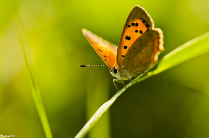 Un beau petit papillon dans son environnement - Macrophotographie et ...
