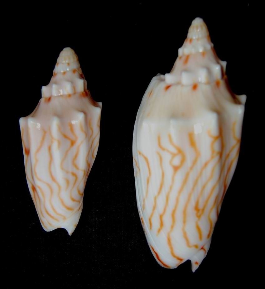 Cymbiola perplicata (Hedley, 1902)